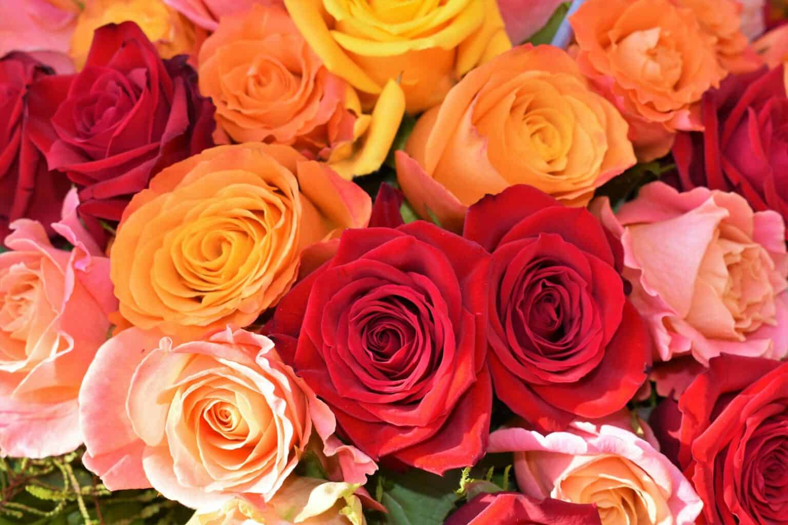 Rose Color Meanings: Unlock The Secret Language Behind Every Bloom 🌹 ...
